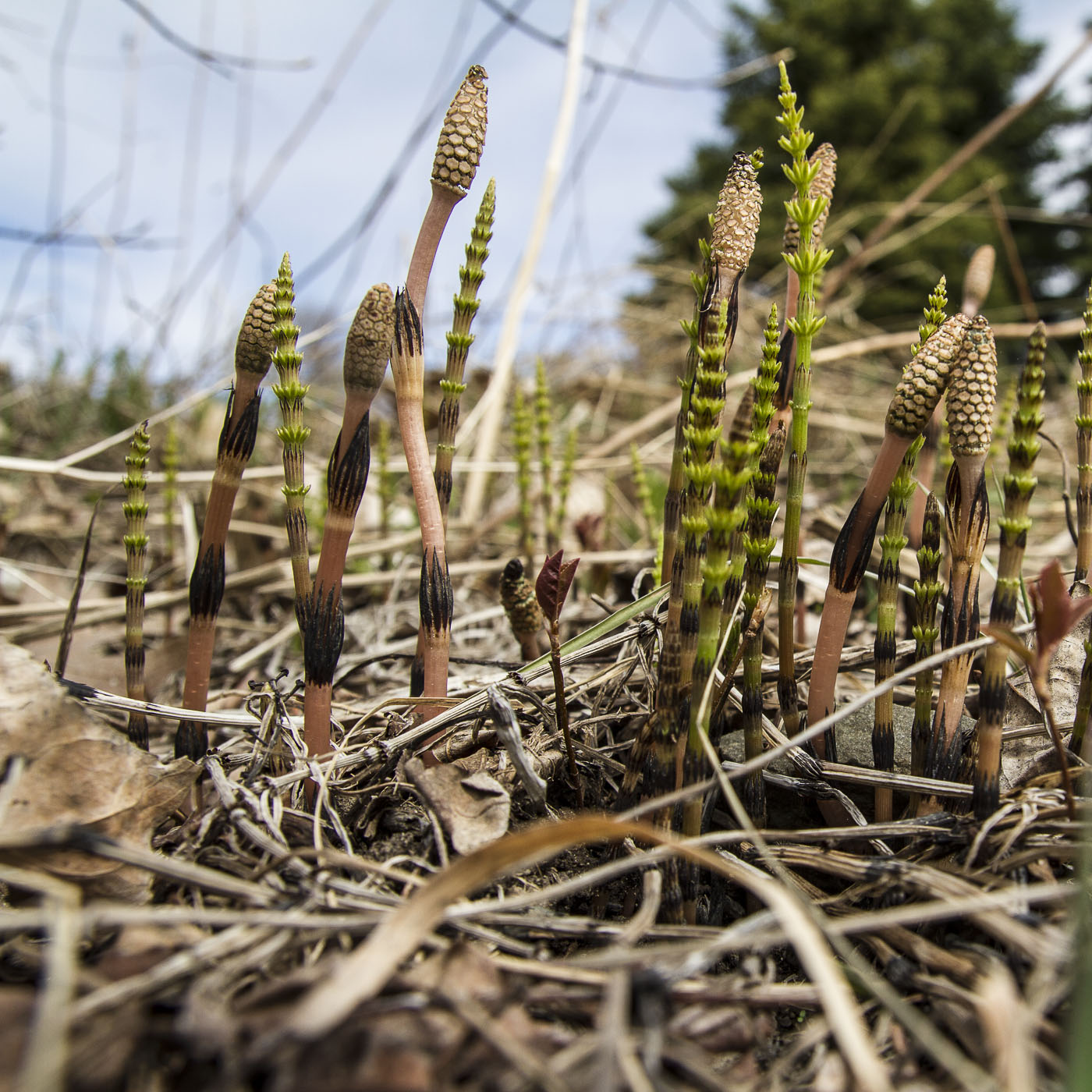 C’est beau de près les prêles.. – Dominique Bouvet